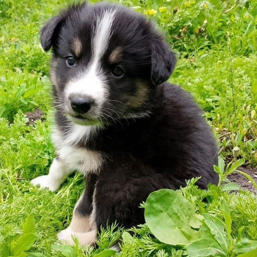 Колли, щенок