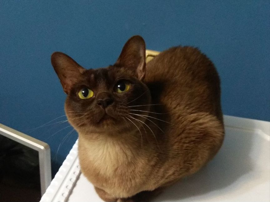 Европейская бурма