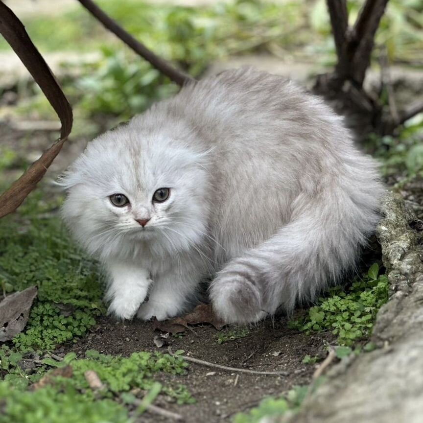 Котята шотландская вислоухая