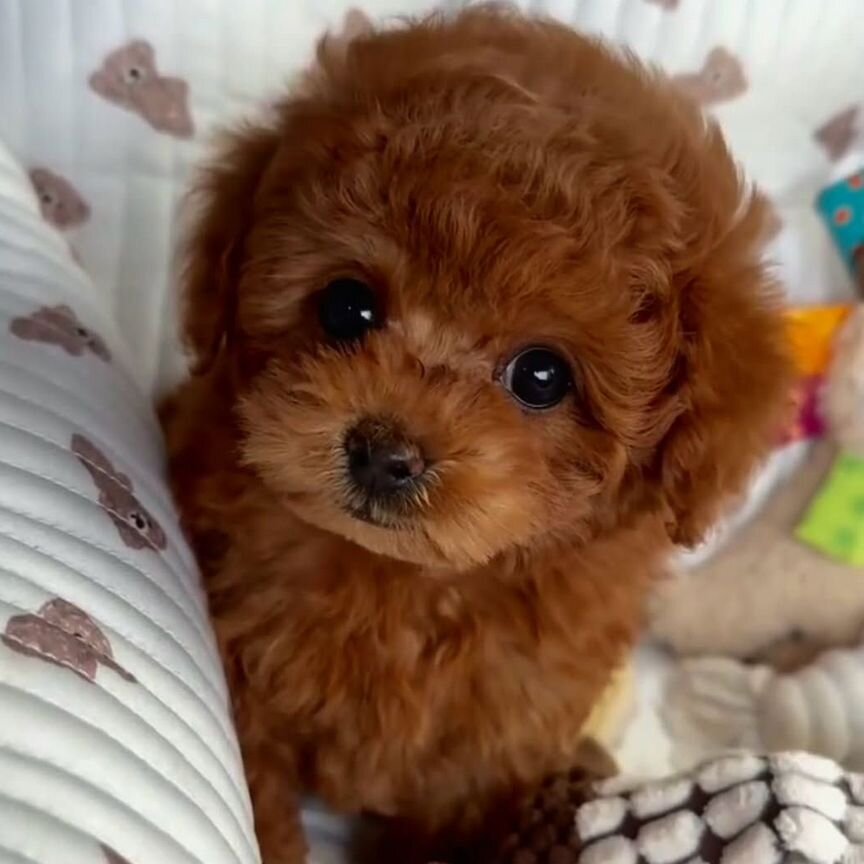 Той-пудель, щенок