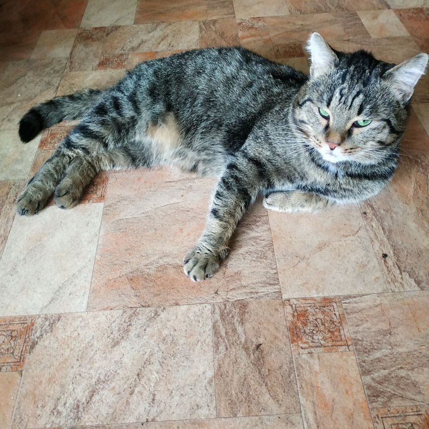 Котики бесплатно