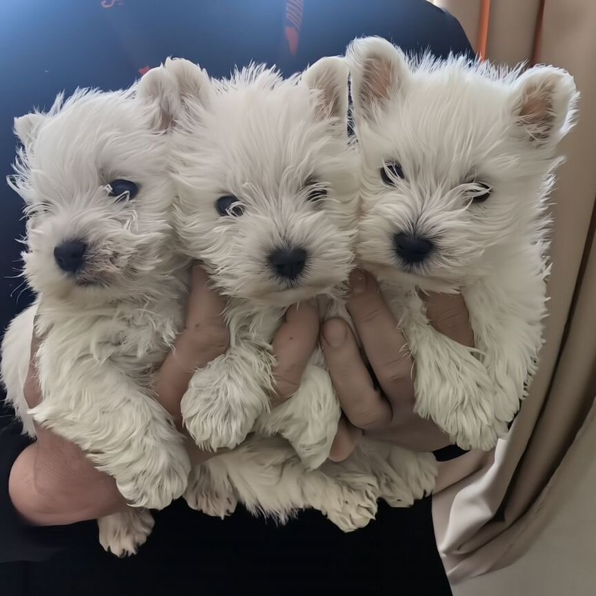 Вест-хайленд-уайт-терьер, щенок