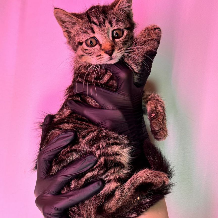Котенок ищет дом
