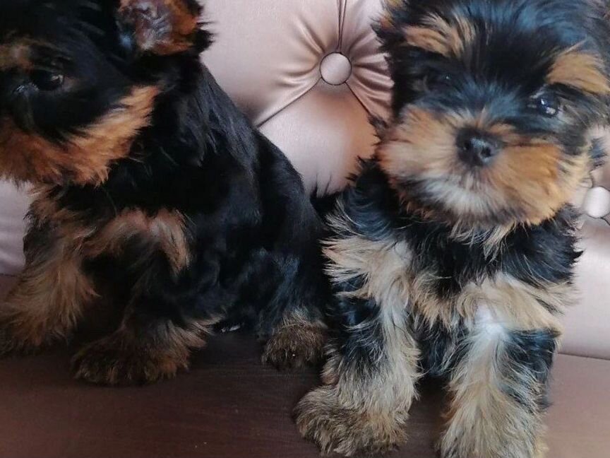 Йоркширский терьер щенки