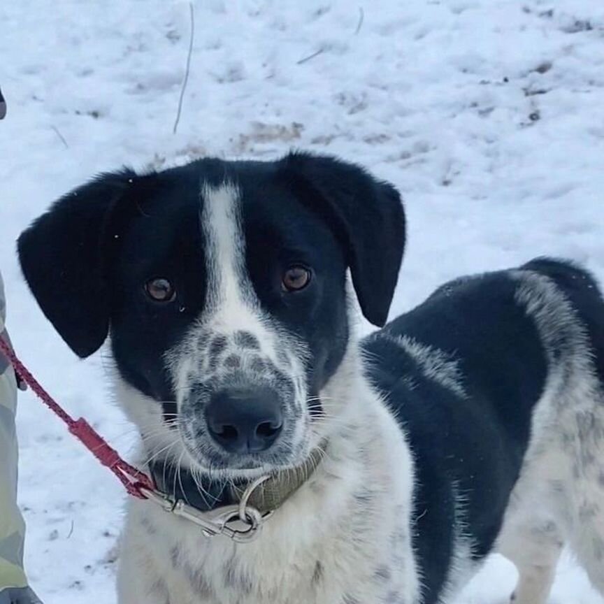 Сальма в добрые руки