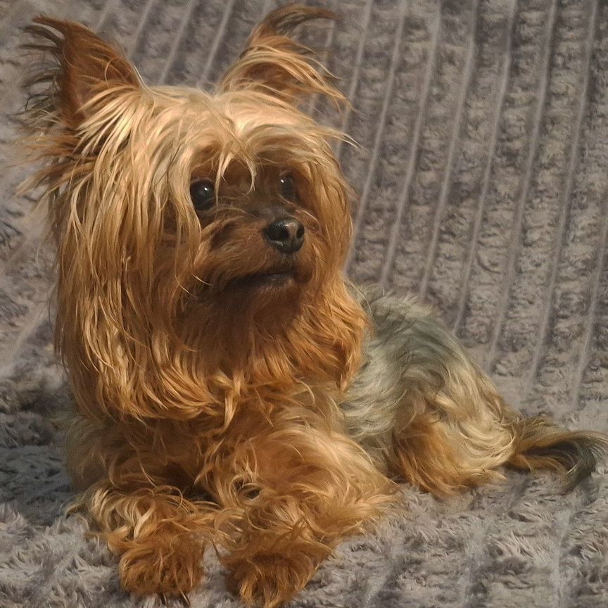 Йоркширский терьер, взрослая собака