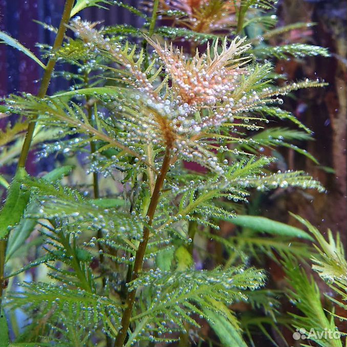 Прозерпинака палюстрис (Proserpinaca palustris )