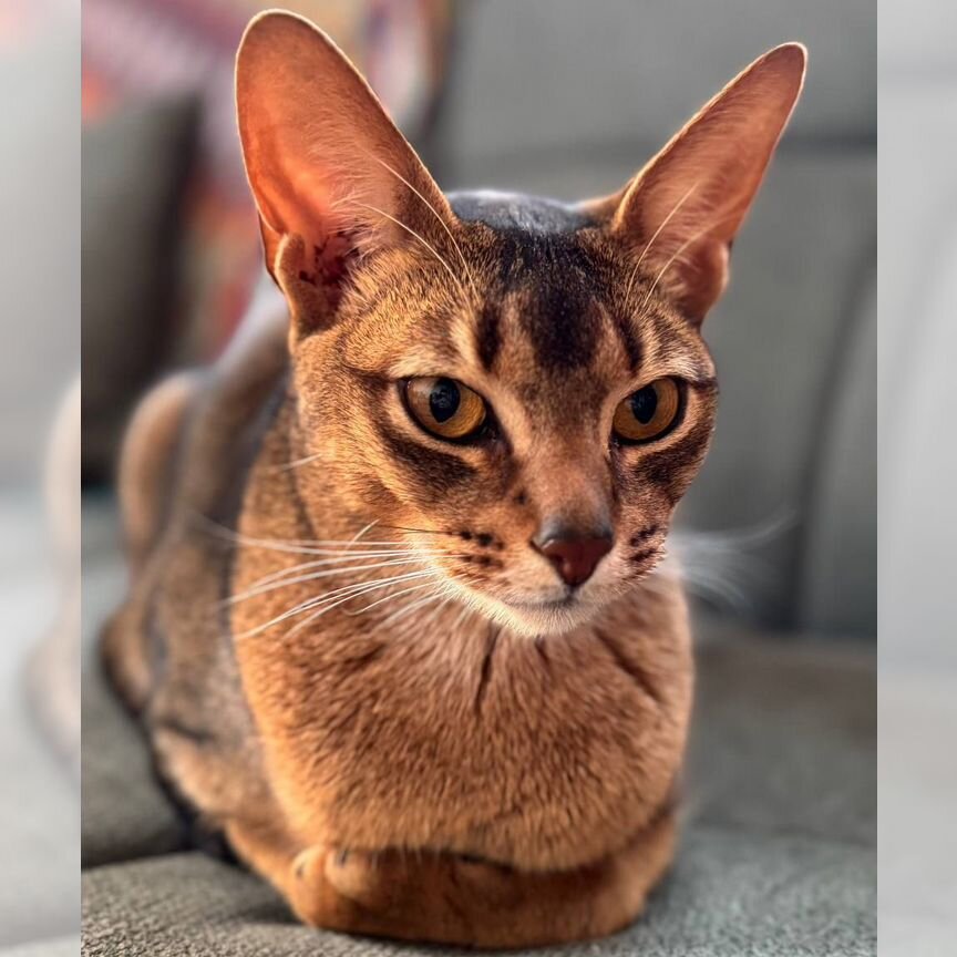Абиссинский, взрослый кот