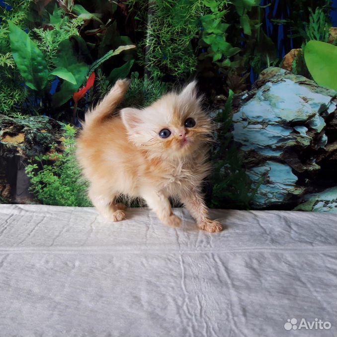 Британский персиковый хайленд