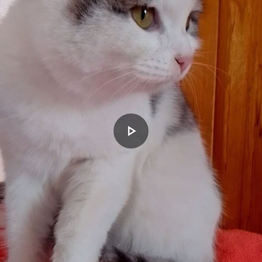 Кошечка подросток ищет дом