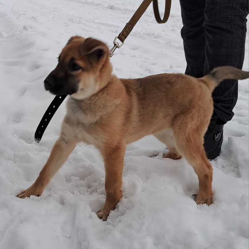 Щенок в добрые руки