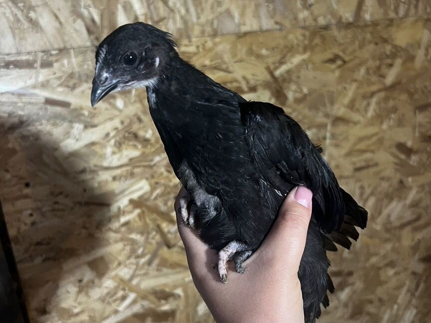 Птенцы кур несушек