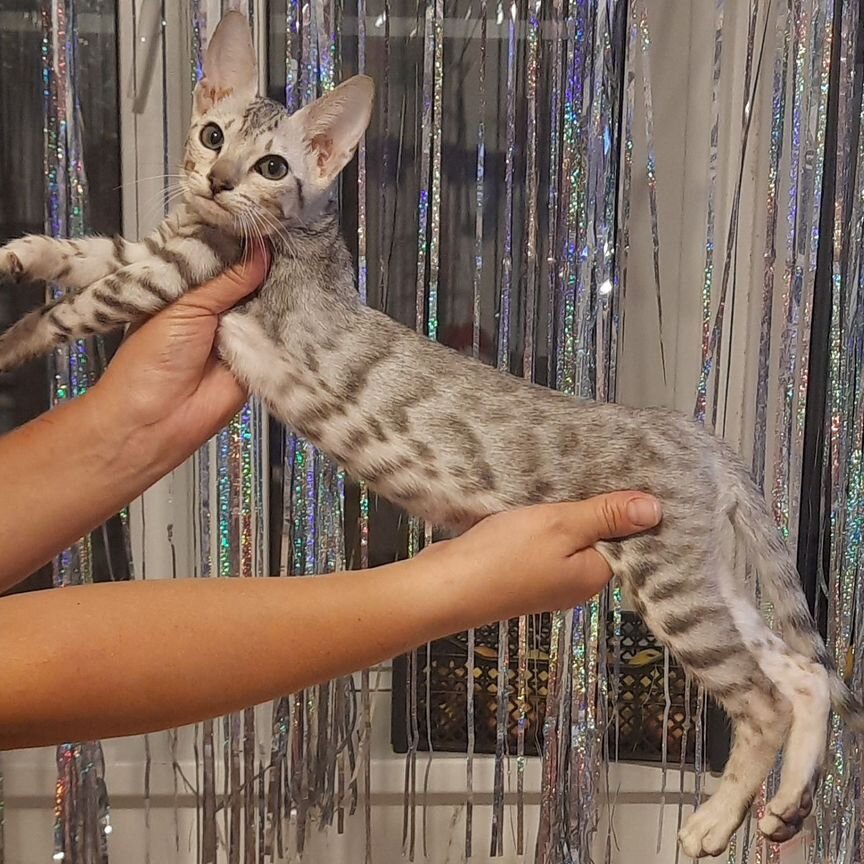 Один на миллион оричек