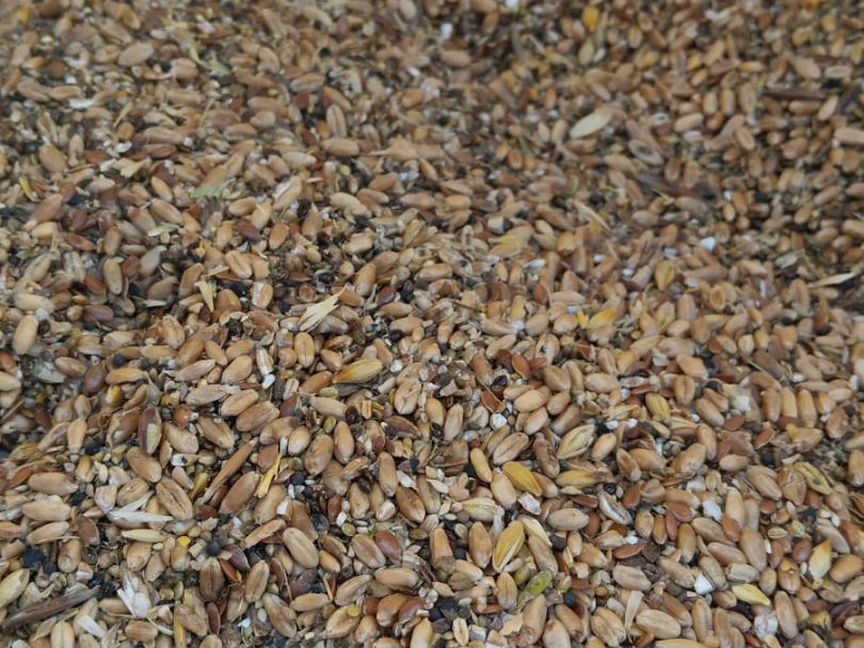 Зерноотходы пшеничные