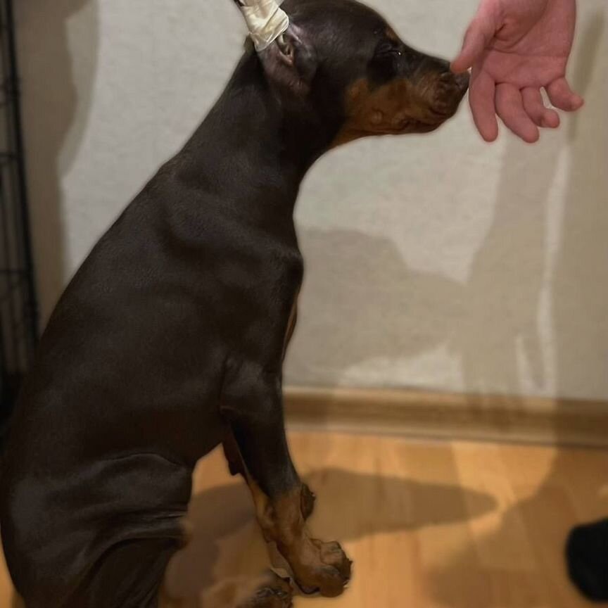 Щенок добермана