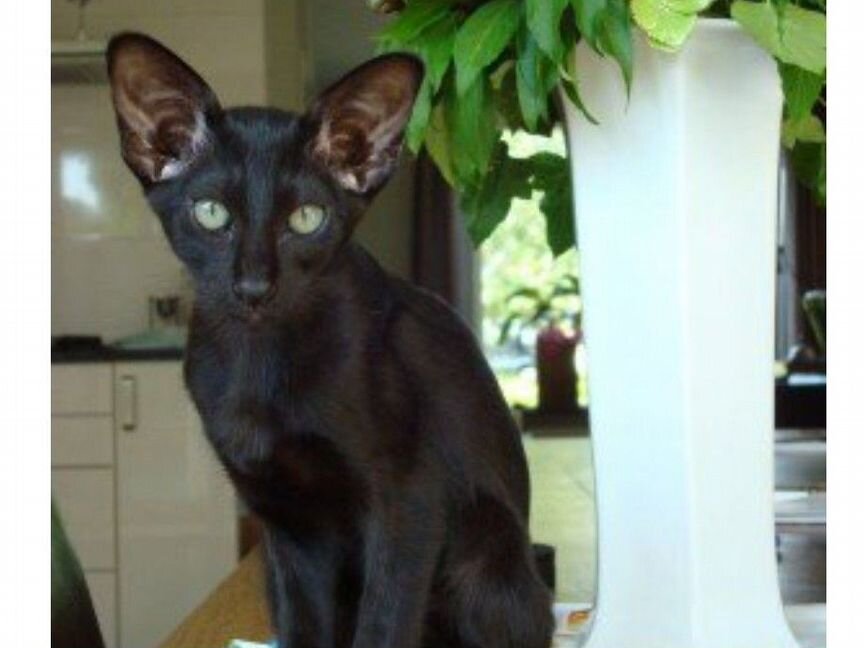 Ориентальная кошка в добрые руки