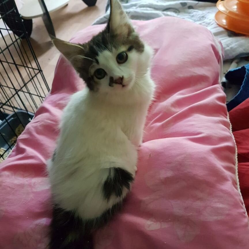 Котенок девочка 2.5мес в приюте