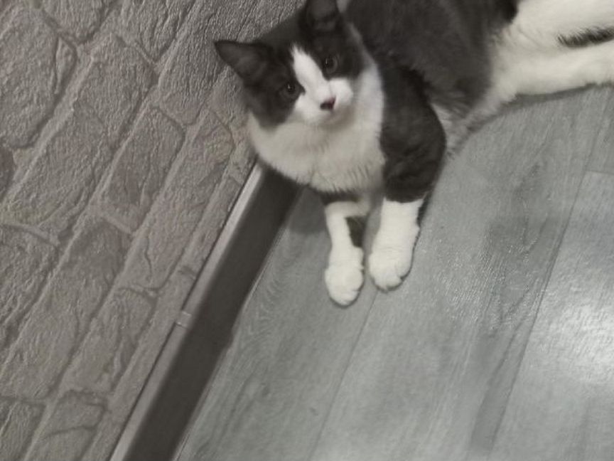 Котики бесплатно в добрые руки