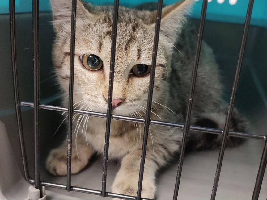 Котики ищут дом или передержку