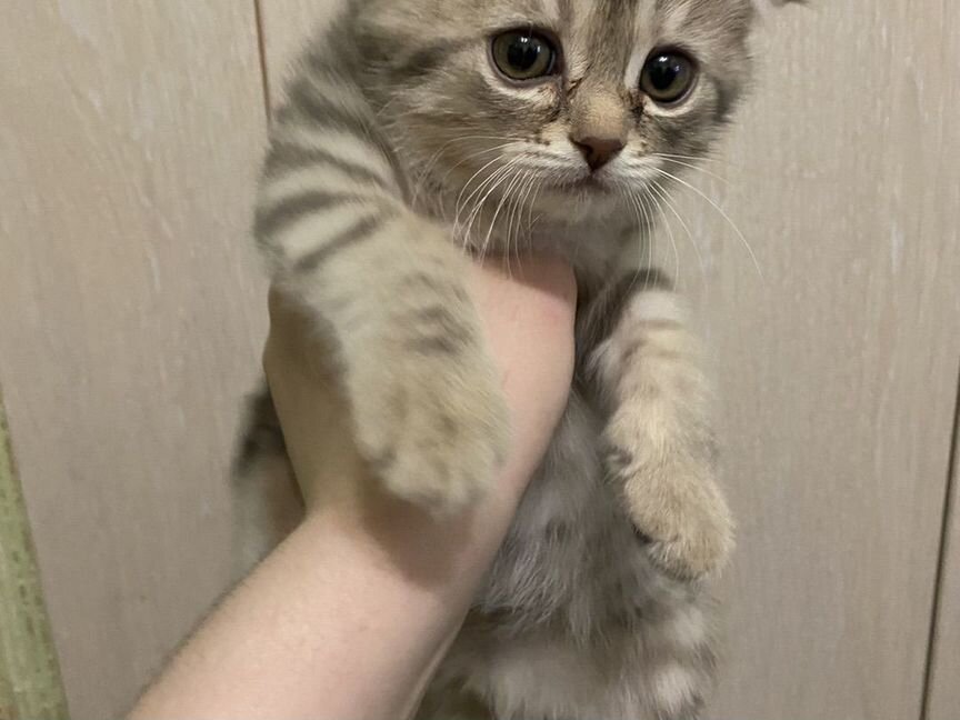 Шотландская