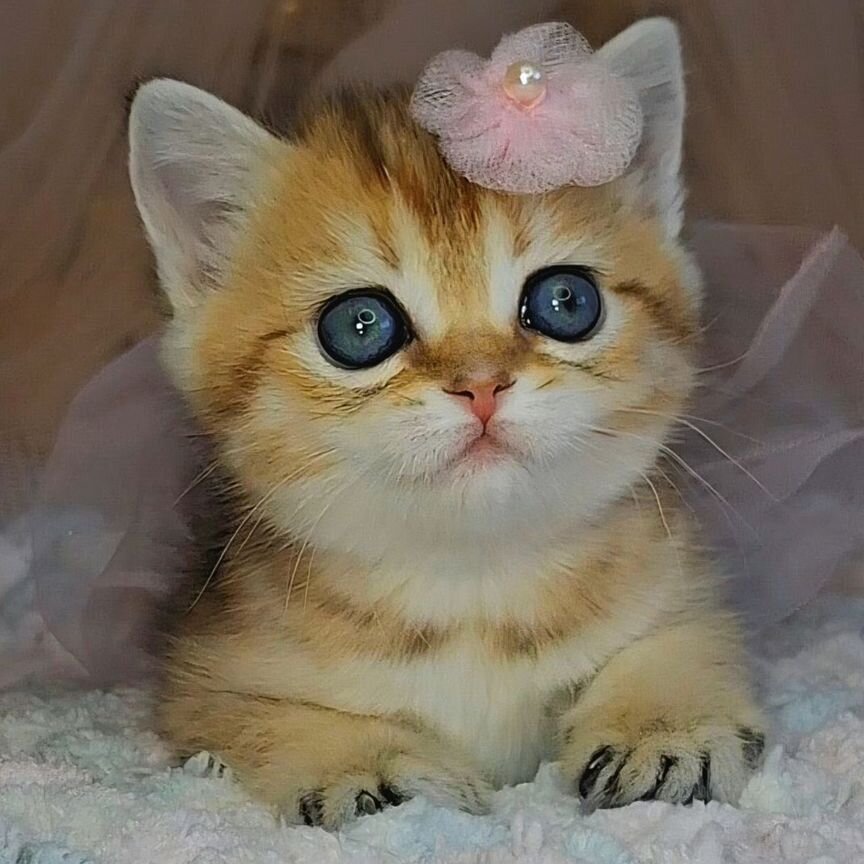 Шотландский прямоухий короткошёрстный котёнок