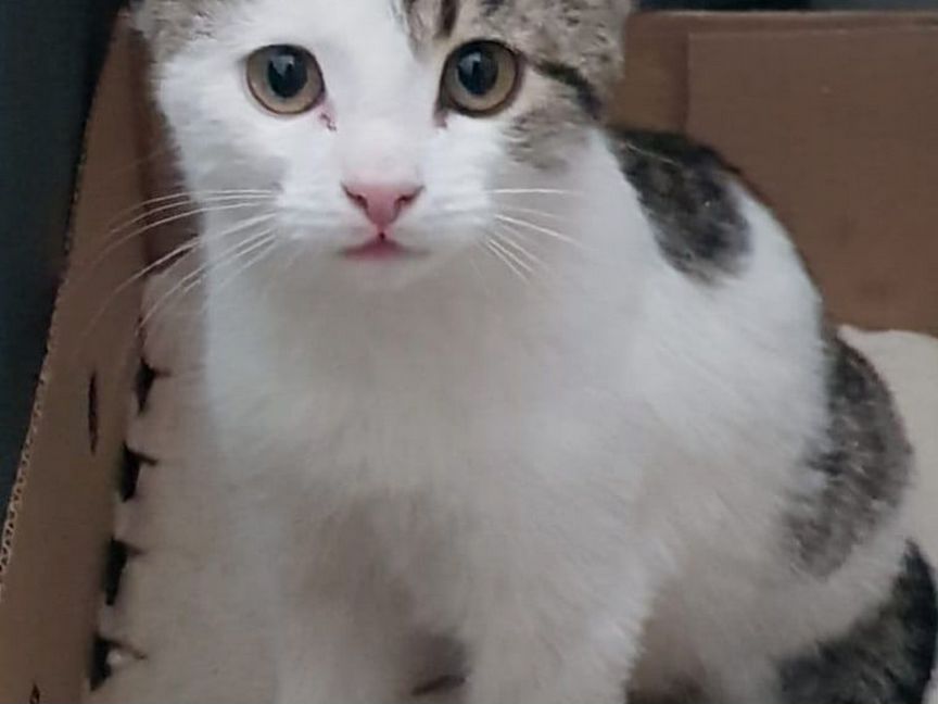 Милый котенок ищет дом
