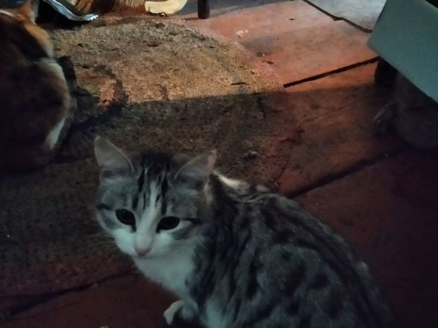 Котята мышеловы