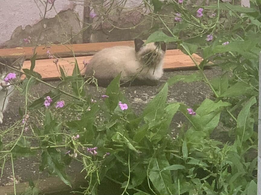 Котенок