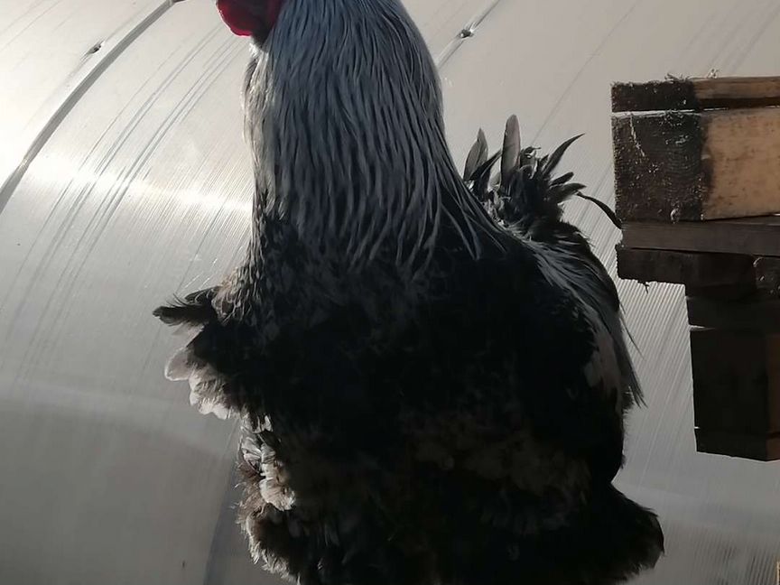 Петух брама