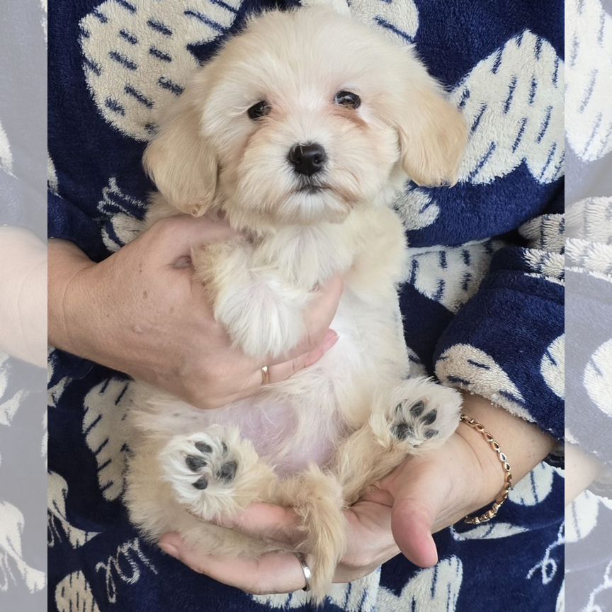 Мальтипу, щенок