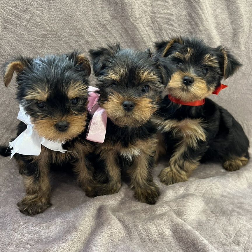 Йоркширский терьер