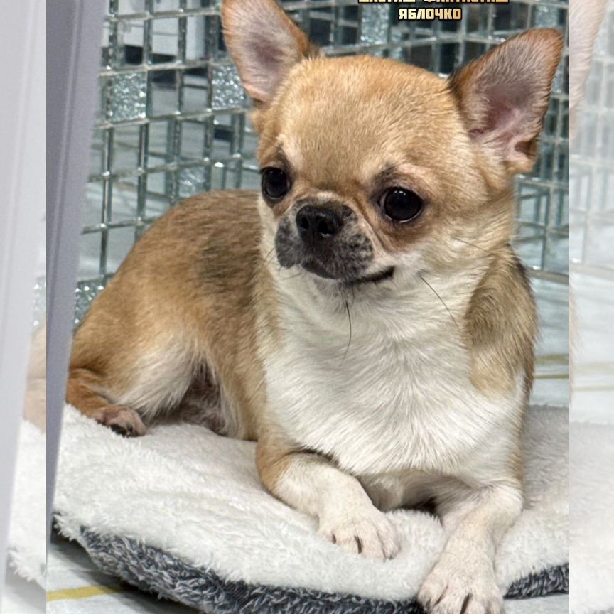 Чихуахуа, щенок