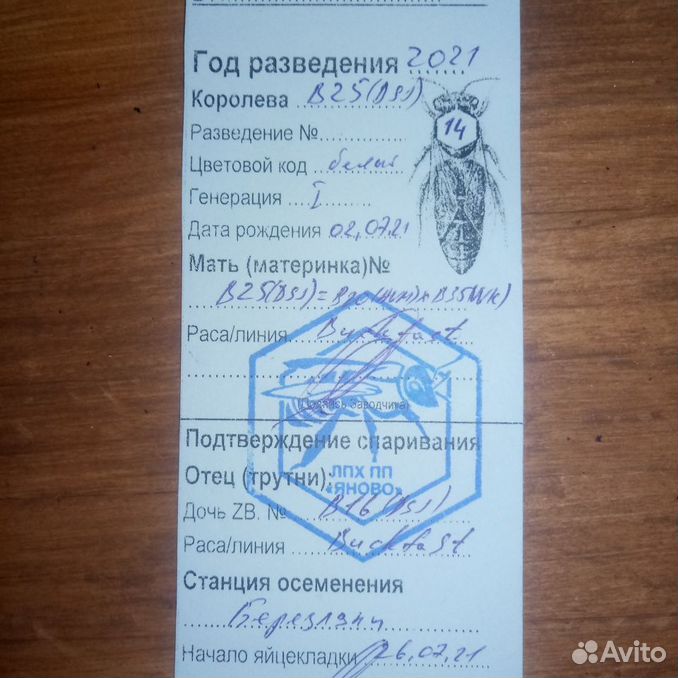 Матки бакфаст и карника неплодные и ио для мёда