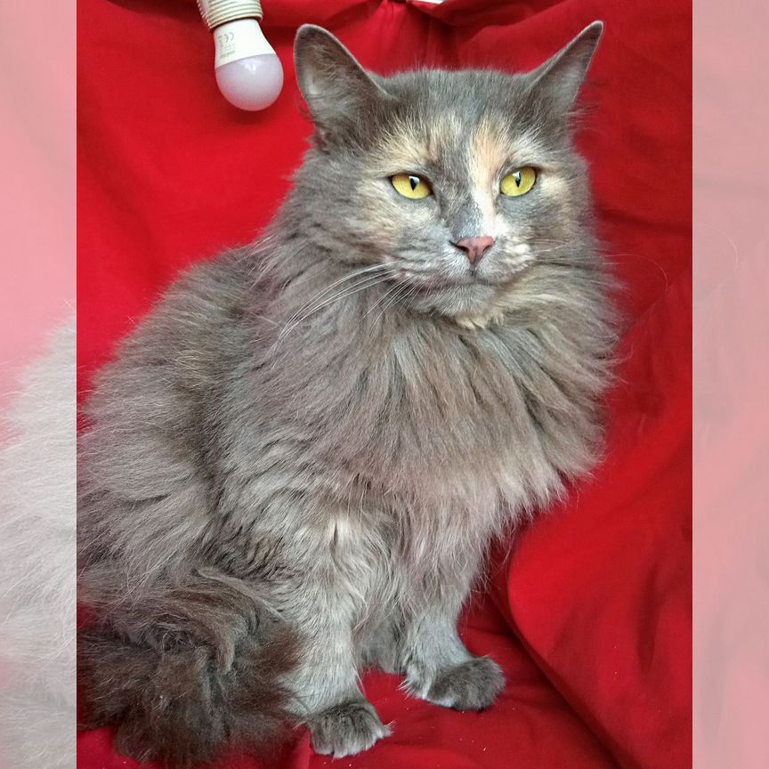 Кошки в добрые руки