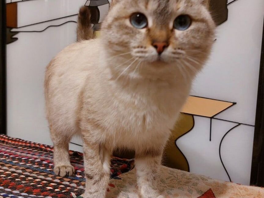 Кошечка Калинка ищет любимых людей