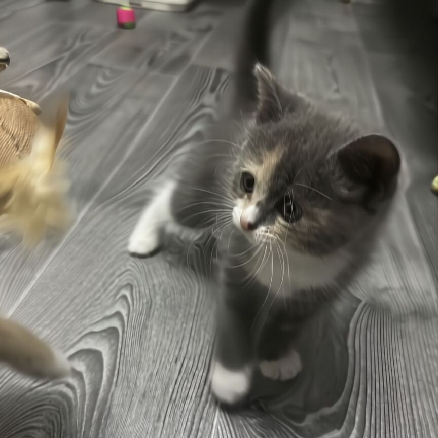 Котёнок в добрые руки