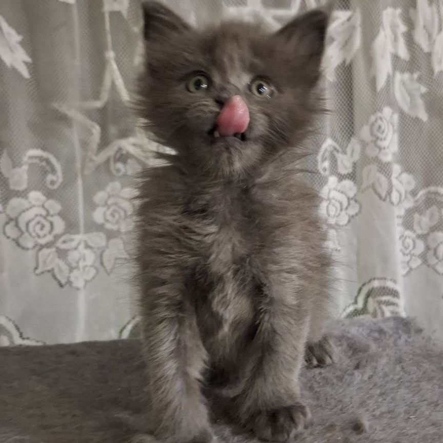 Мейн кун,кошечка, полидакты