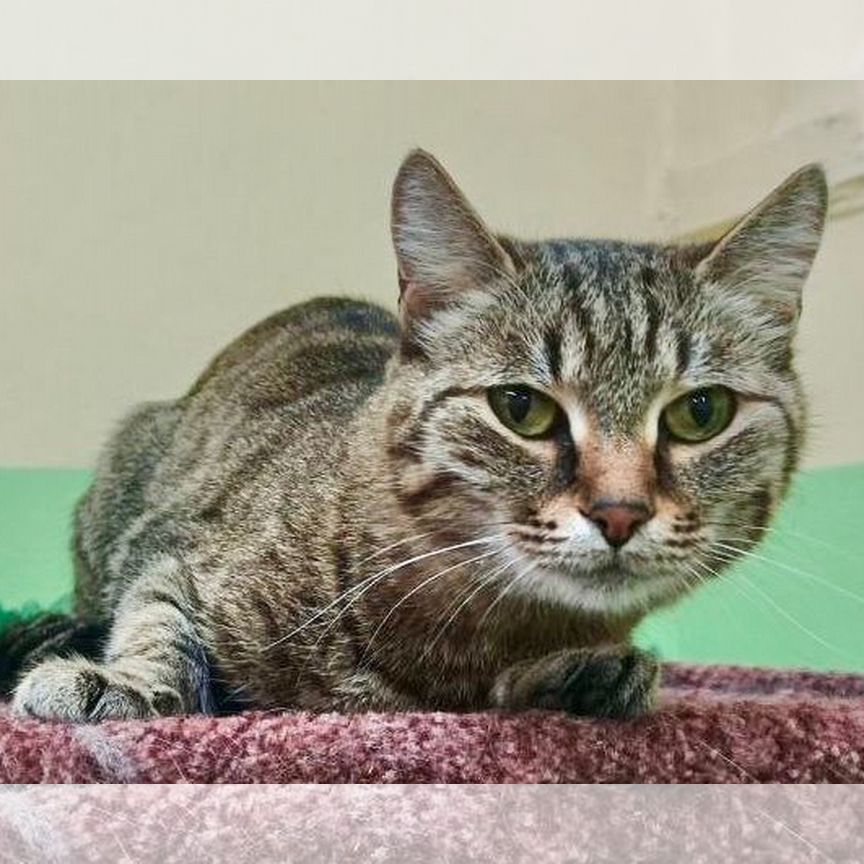 Европейская короткошёрстная, взрослая кошка