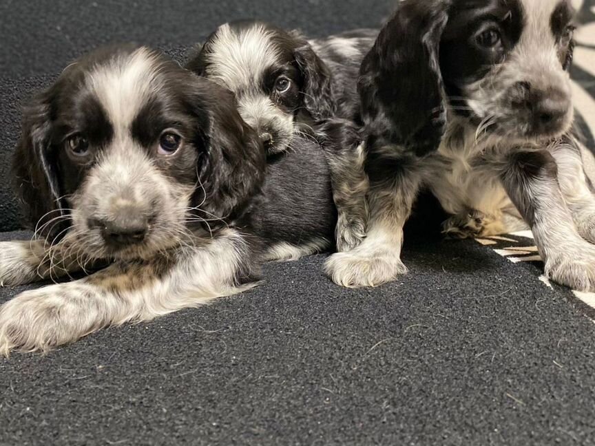 Девочки русского спаниеля