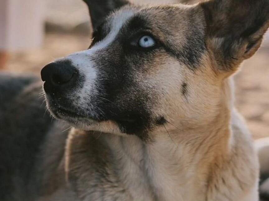 Собака в добрые руки