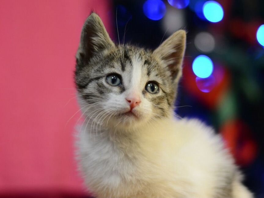 Котенок 2 месяца