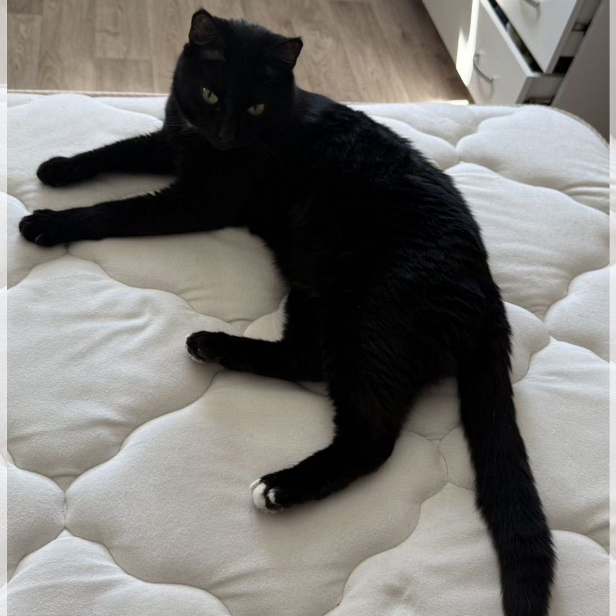 Взрослый кот в добрые руки