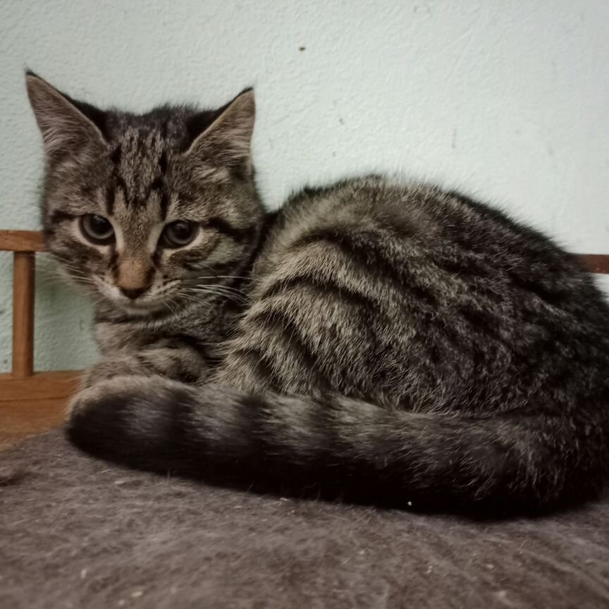 Котёнок мурлыка