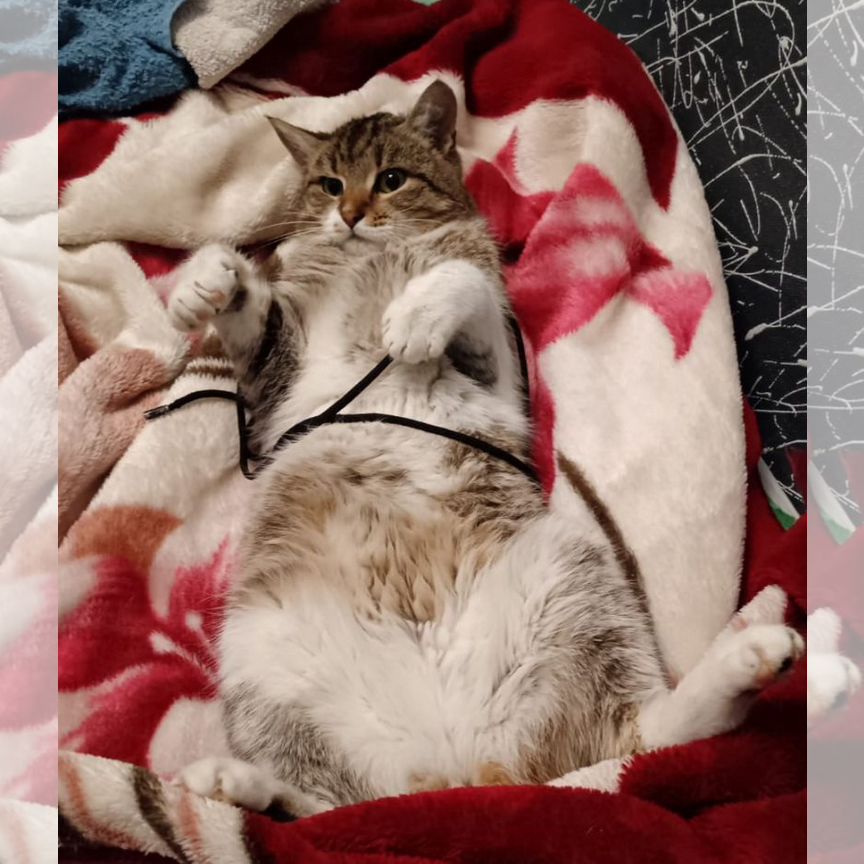 Молодой котик