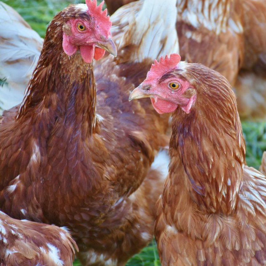 Куры несушки