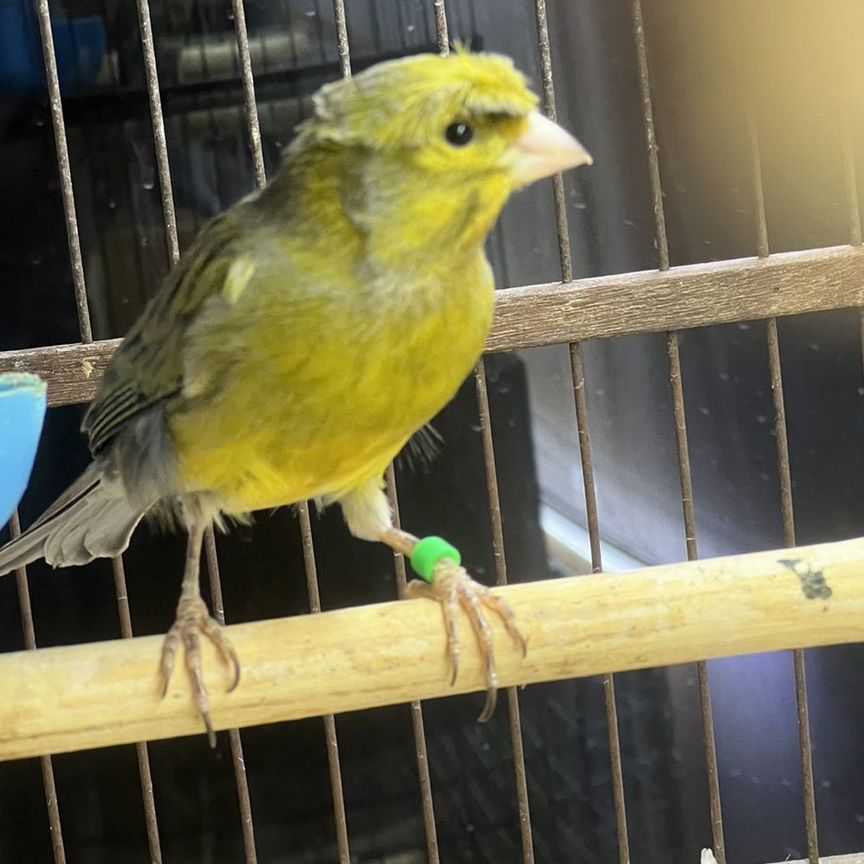 Кенарь поющий