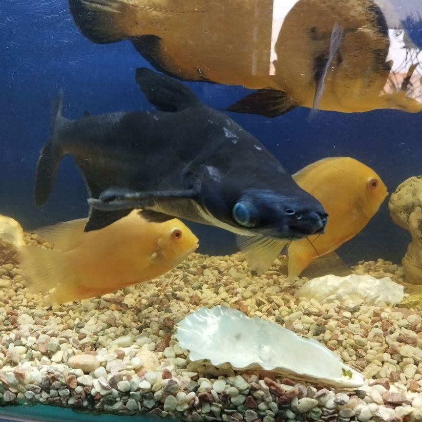 Аквариумные рыбы