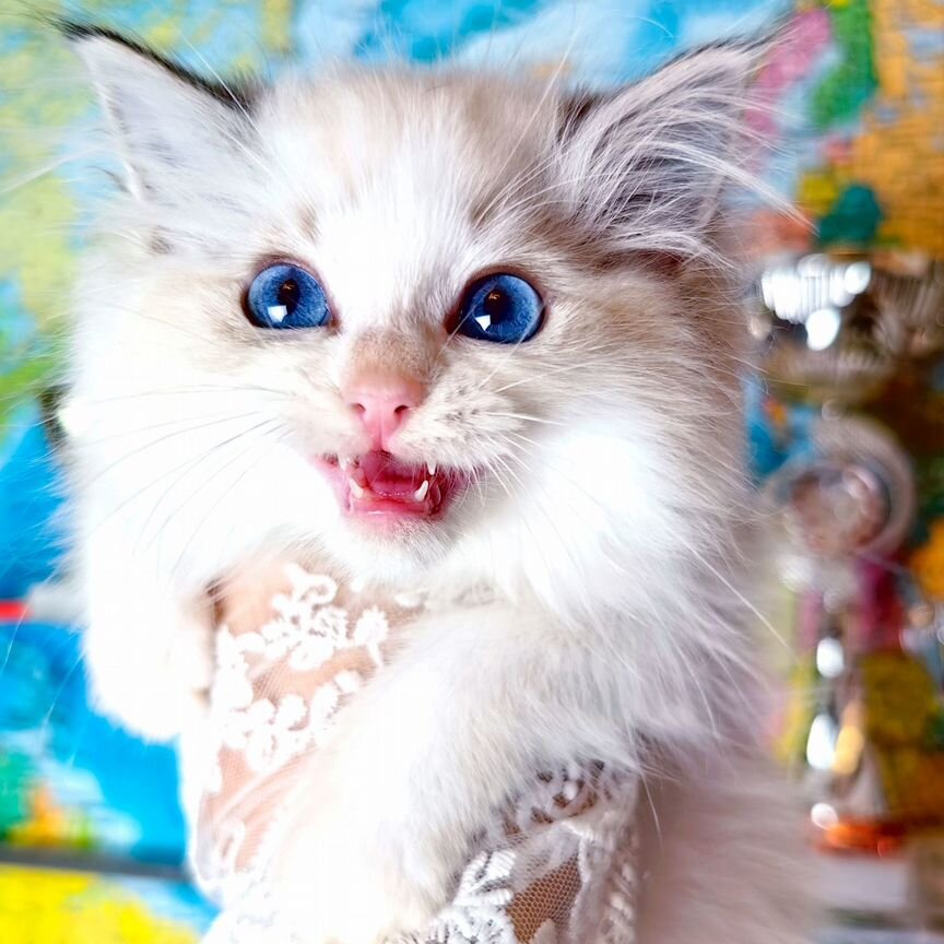 Рэгдолл котёнок
