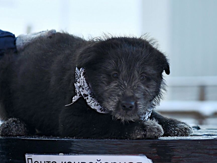 Щенку нужна семья