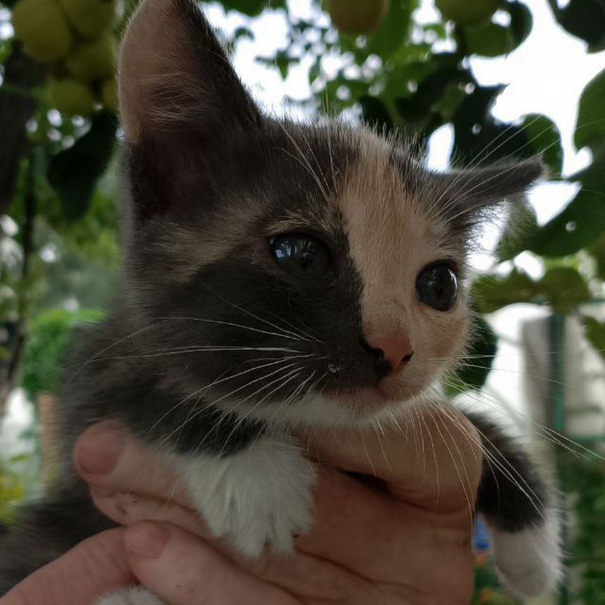 Котенок девочка в добрые руки Пермь